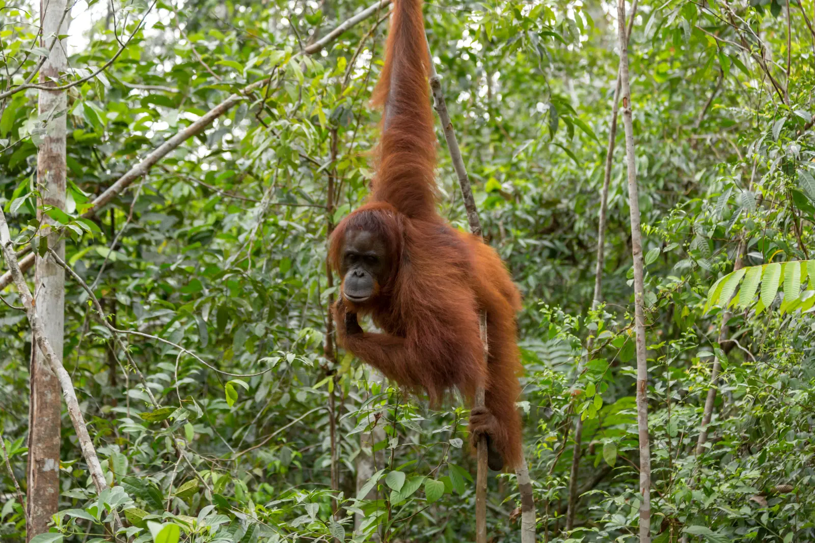 Gunung Leuser National Park travel - Lonely Planet | Indonesia, Asia