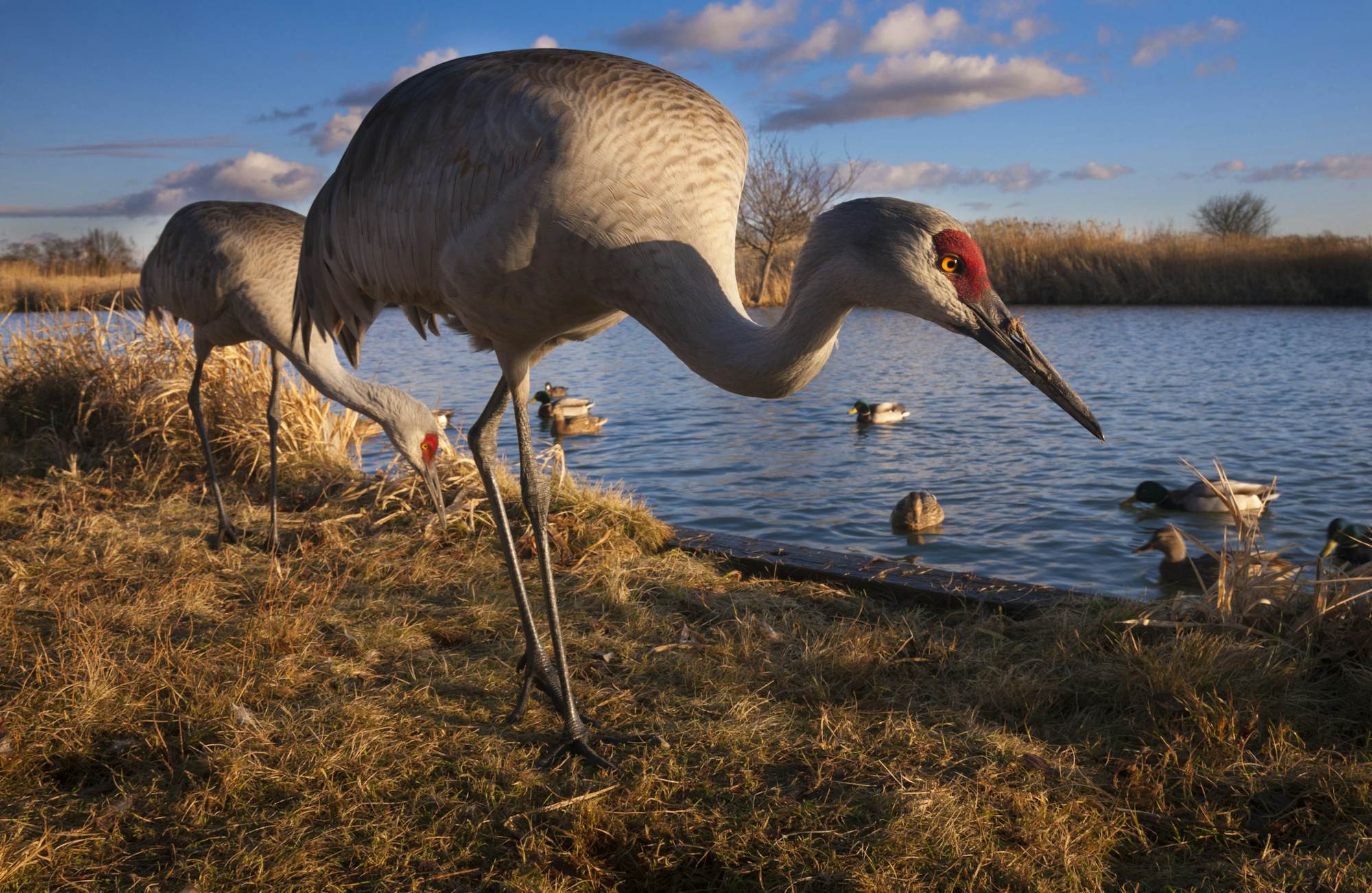 Reifel Migratory Bird Sanctuary | | Attractions - Lonely Planet