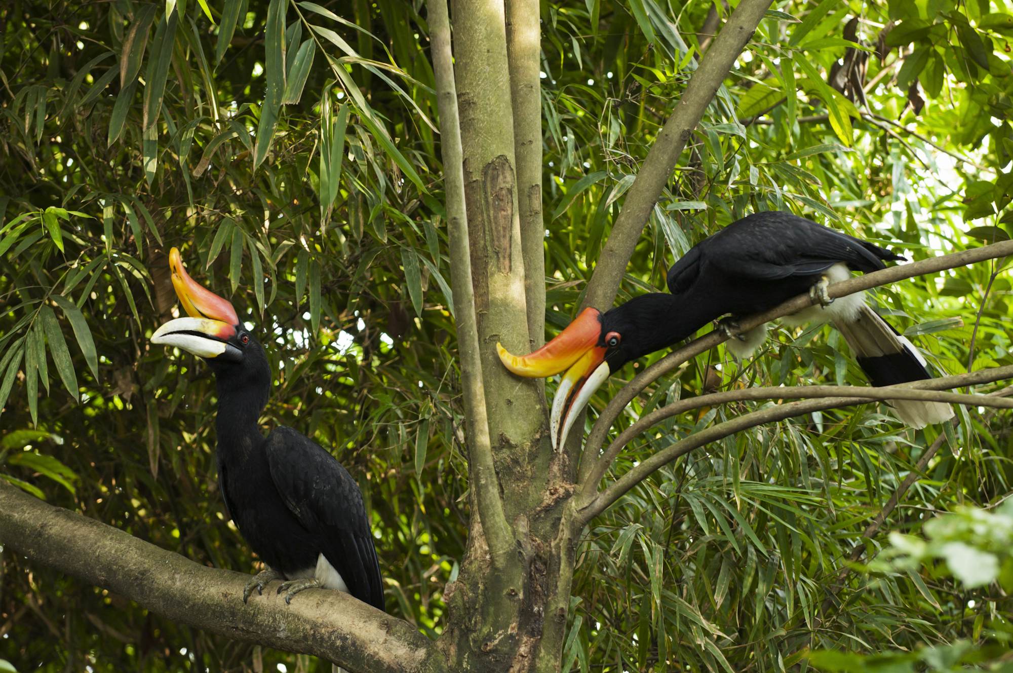 KL Bird Park | Kuala Lumpur, Malaysia | Attractions - Lonely Planet
