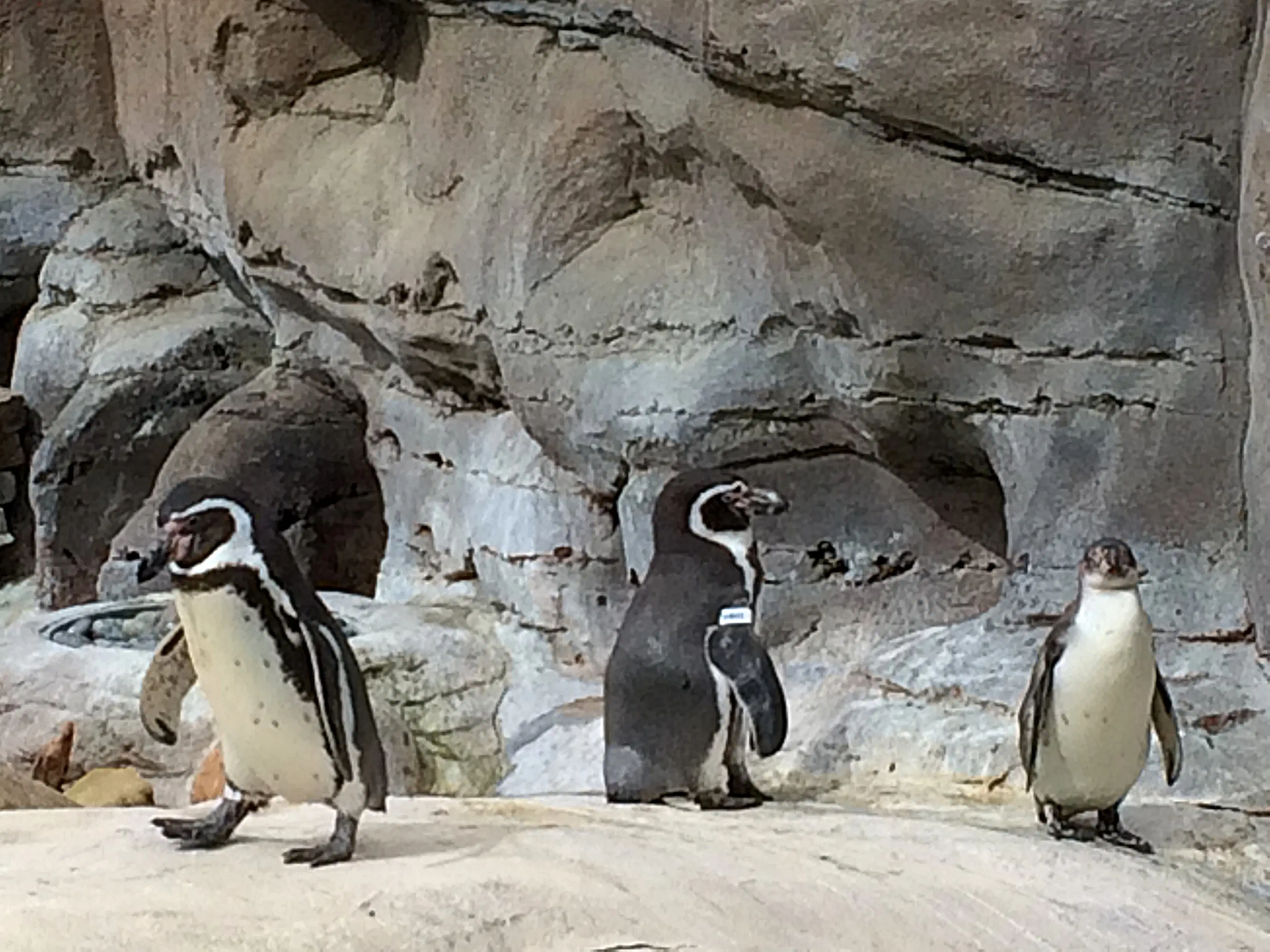 Santa Barbara Zoo | Santa Barbara, California | Attractions - Lonely Planet