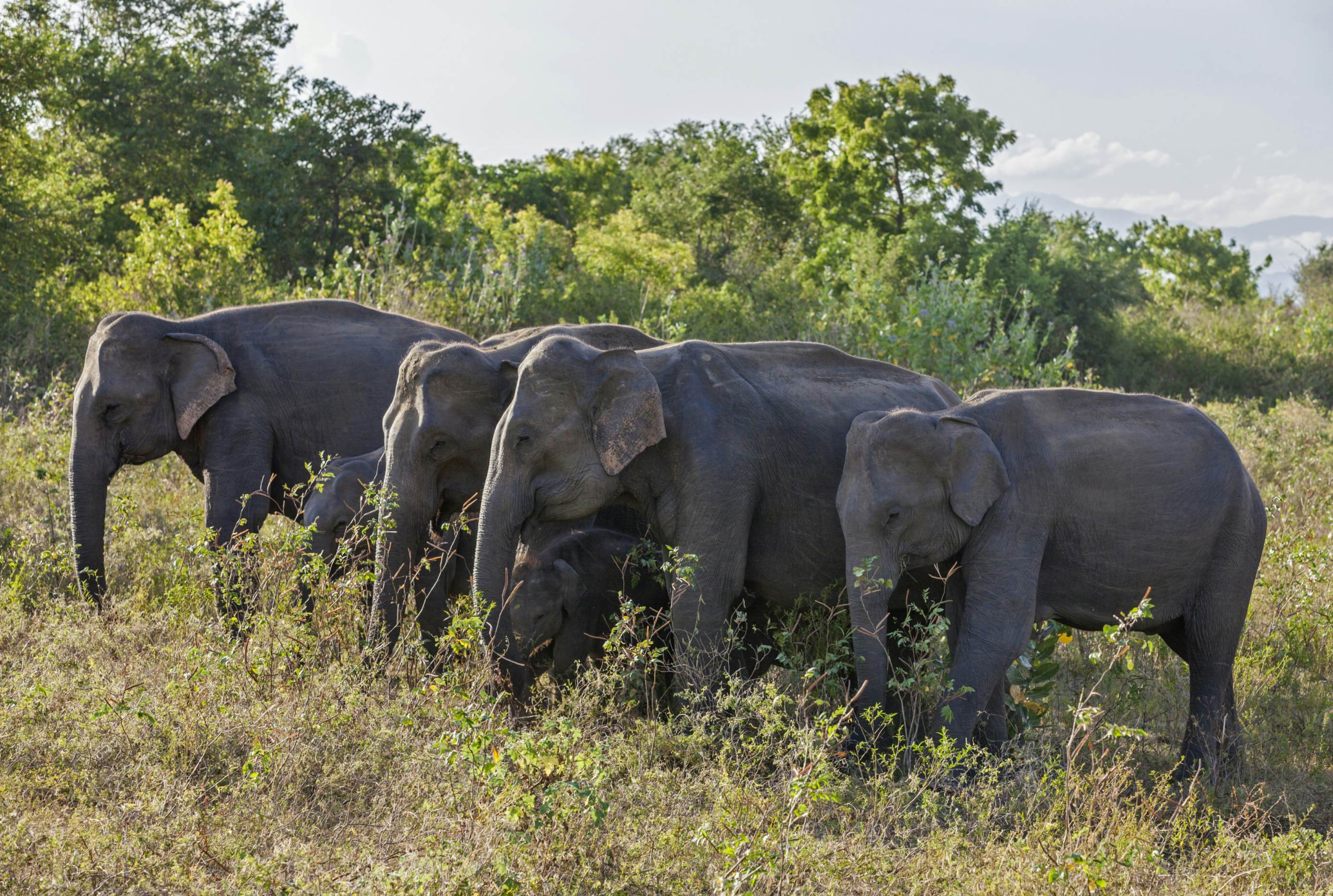 Uda Walawe National Park travel - Lonely Planet | Sri Lanka, Asia