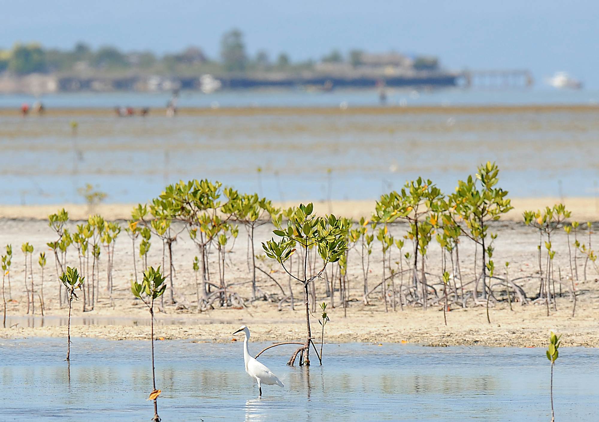 Olango Island Wildlife Sanctuary | | Attractions - Lonely Planet