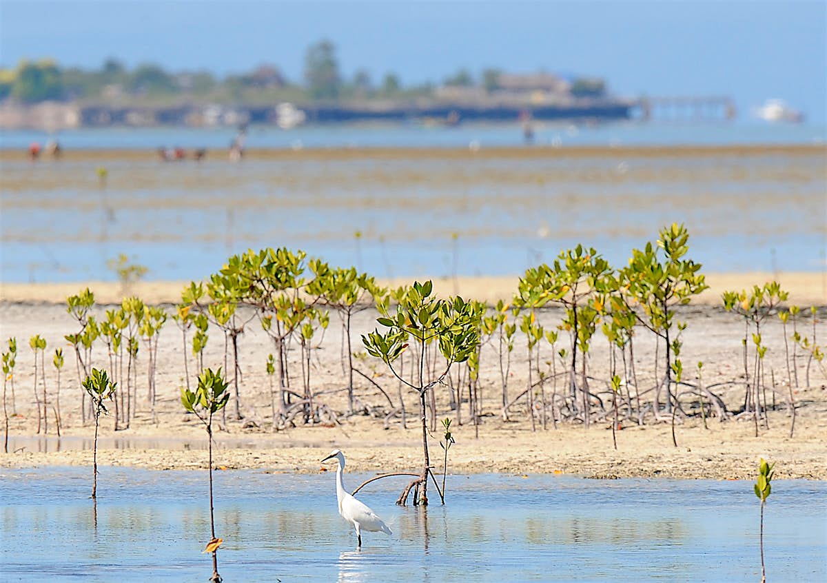 Olango Island Wildlife Sanctuary | Philippines Attractions - Lonely Planet