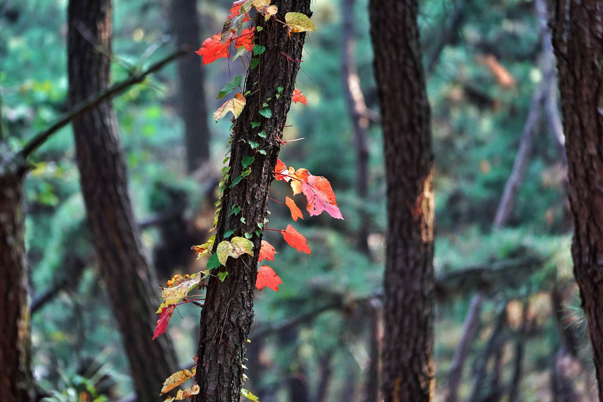 Seoul Forest | Seoul, South Korea | Attractions - Lonely Planet