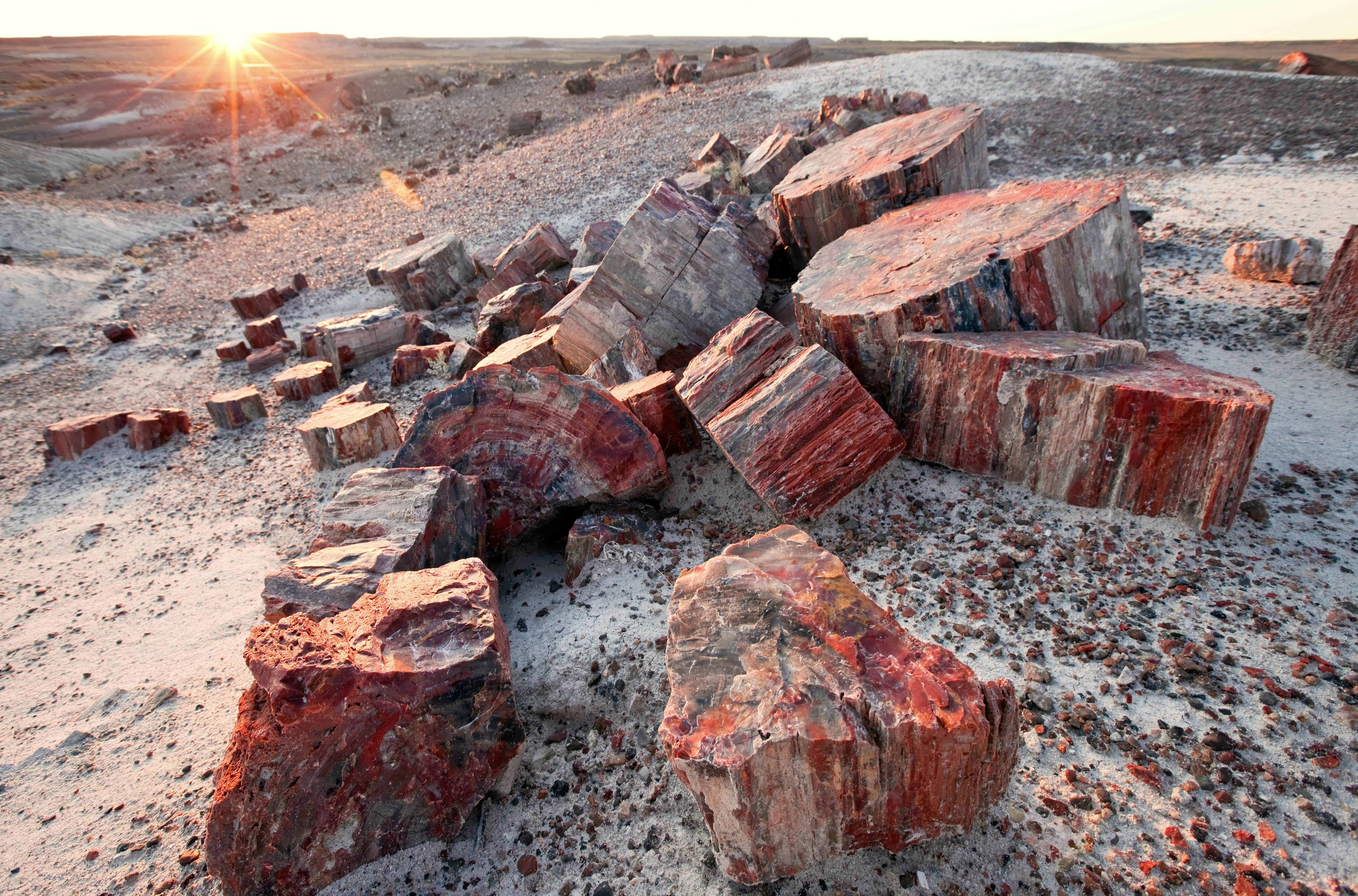 How The Petrified Forest National Park Was Made