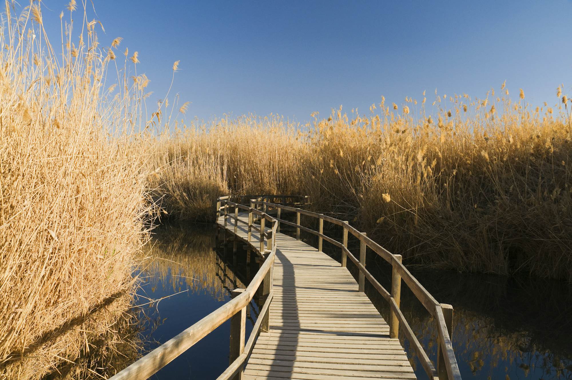 Azraq Wetland Reserve | , Jordan | Attractions - Lonely Planet