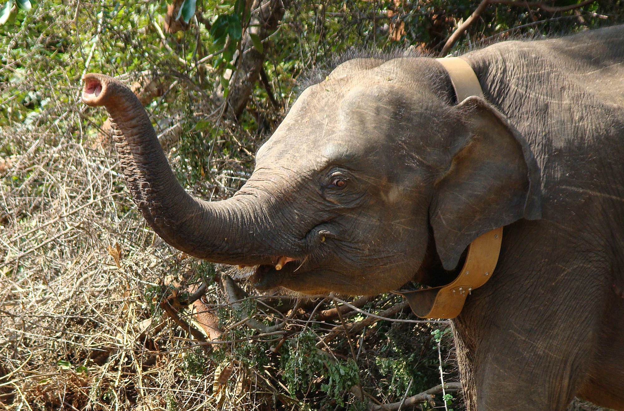 Elephant Transit Home | | Attractions - Lonely Planet