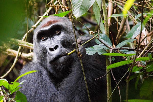 Republic of Congo travel - Lonely Planet | Africa