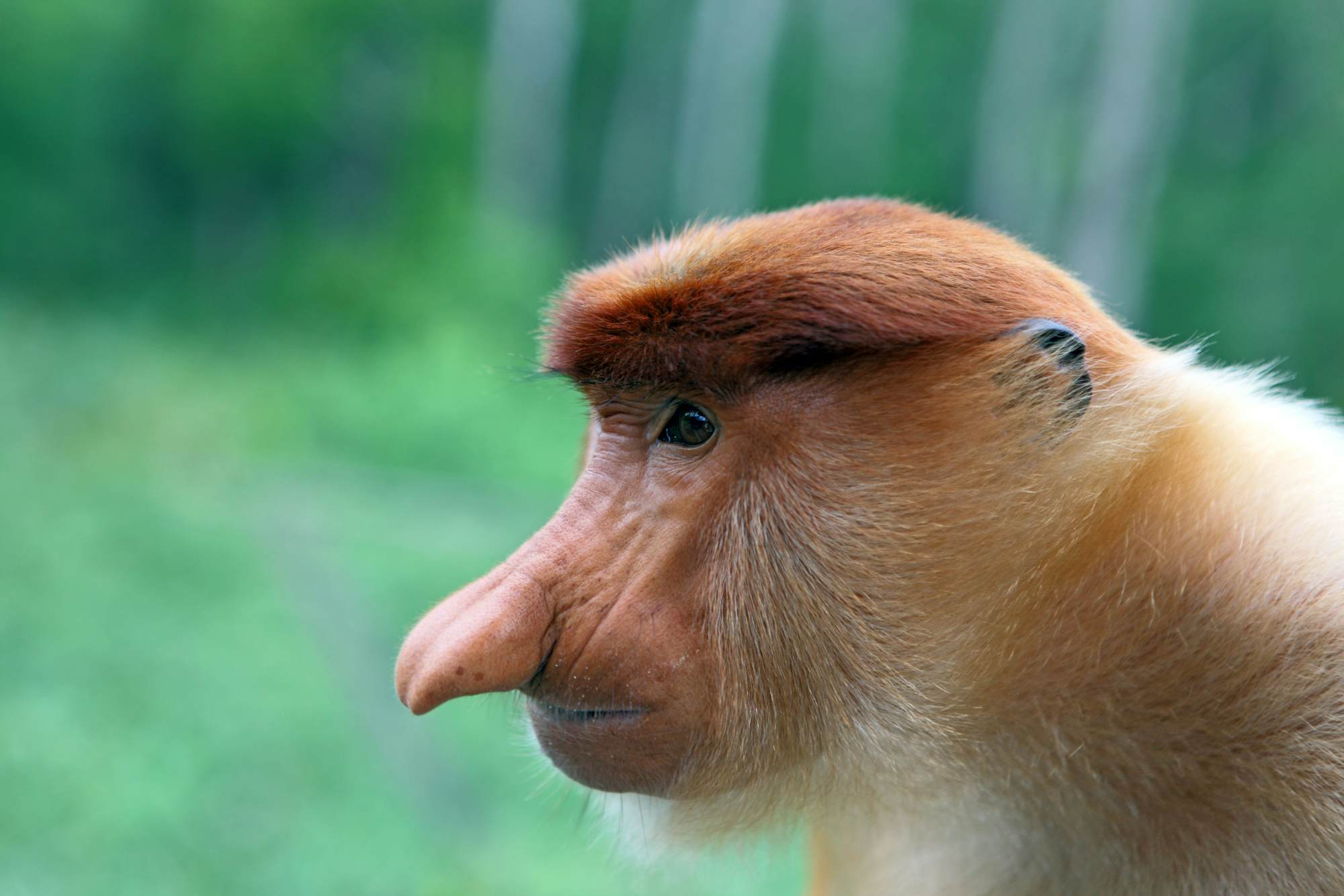 Labuk Bay Proboscis Monkey Sanctuary | | Attractions - Lonely Planet