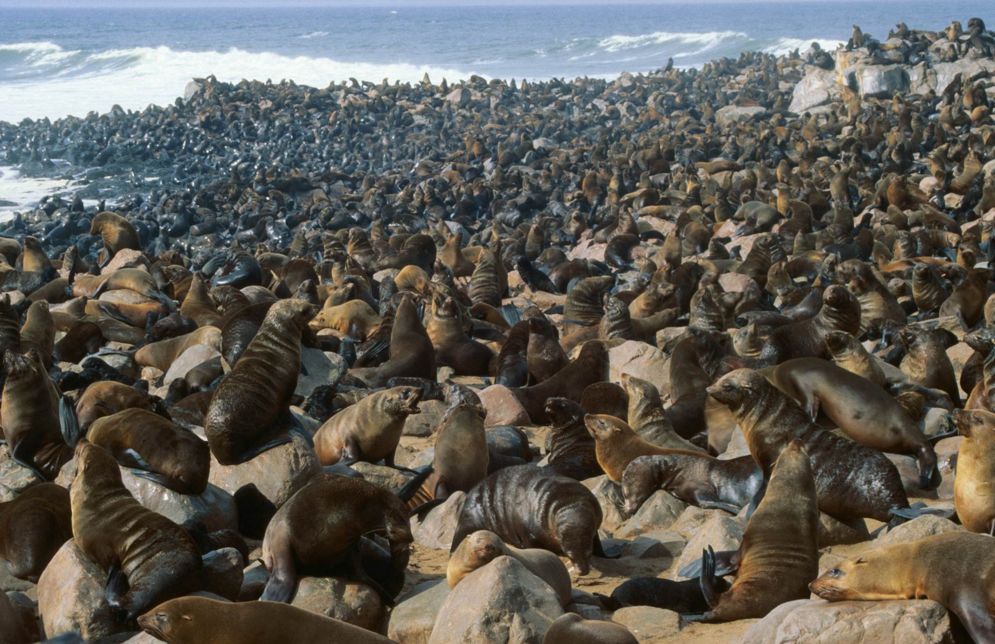 Cape Cross Seal Reserve | | Sights - Lonely Planet