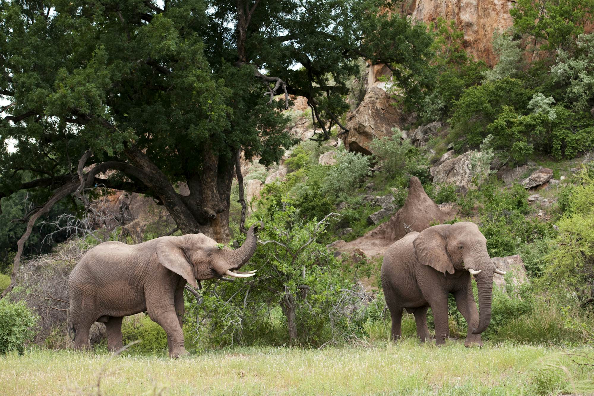 Mapungubwe National Park | | Attractions - Lonely Planet