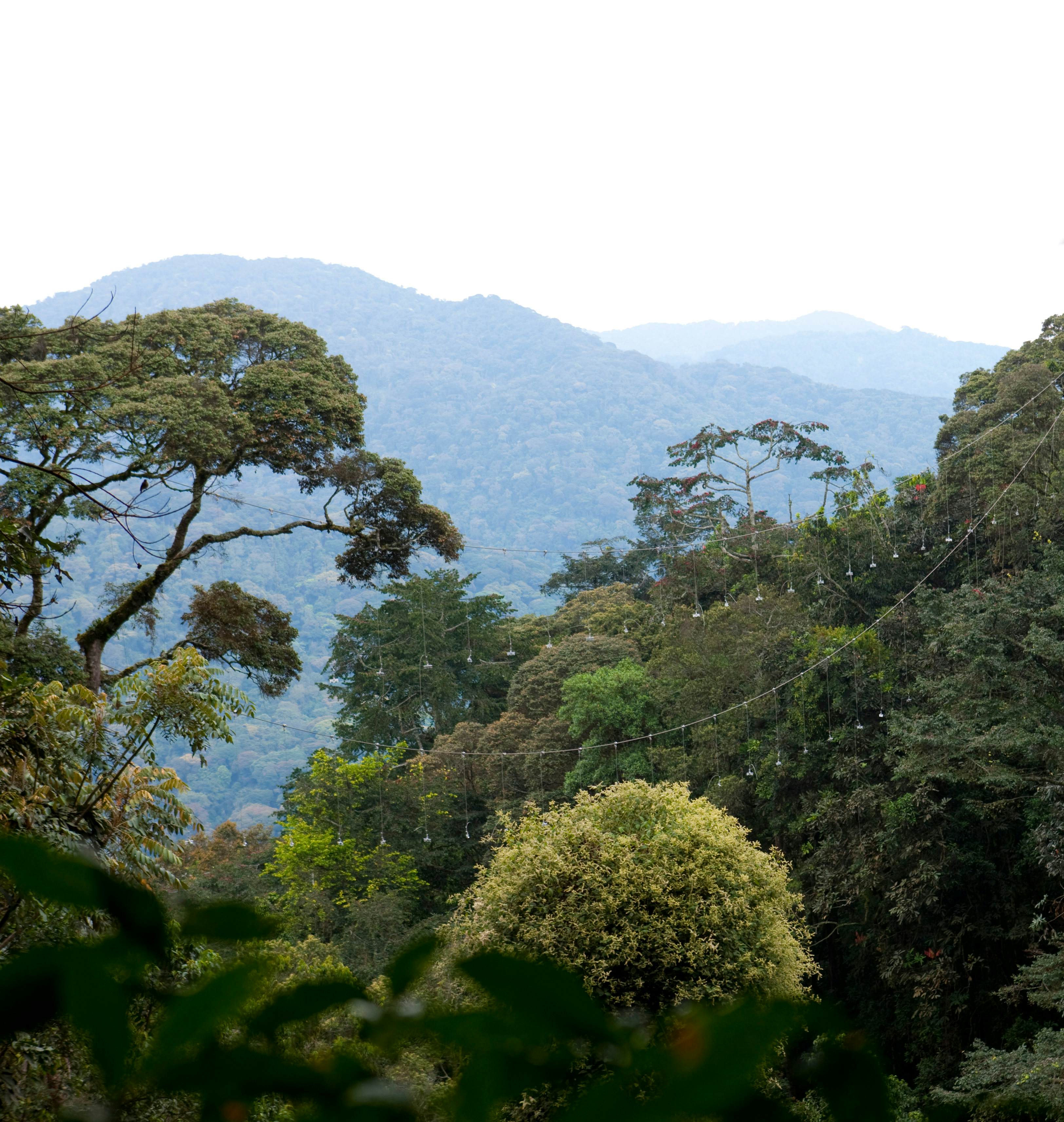 Nyungwe Forest National Park | Rwanda, Africa | Attractions - Lonely Planet