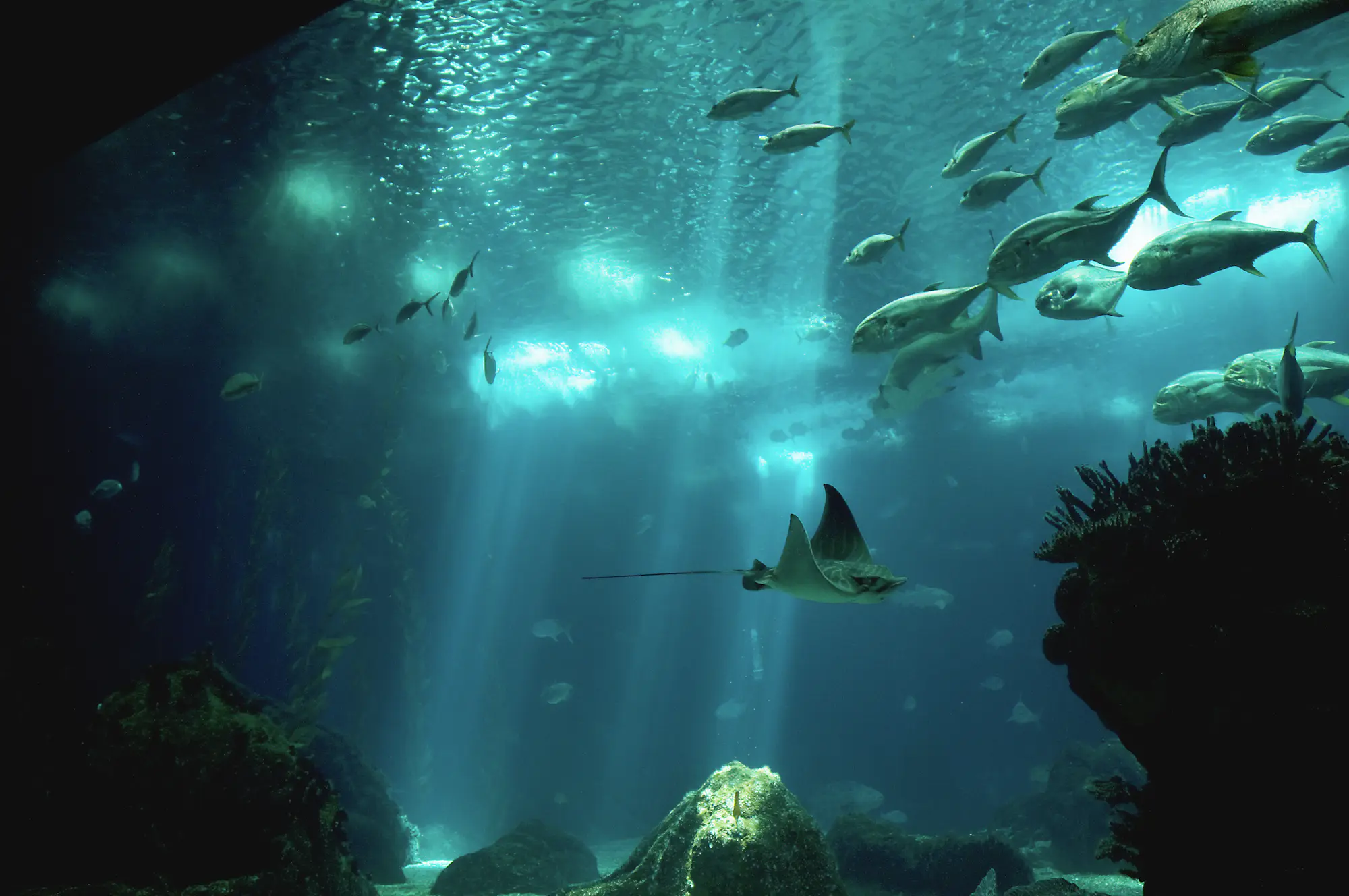 Oceanário de Lisboa | Lisbon, Portugal | Attractions - Lonely Planet
