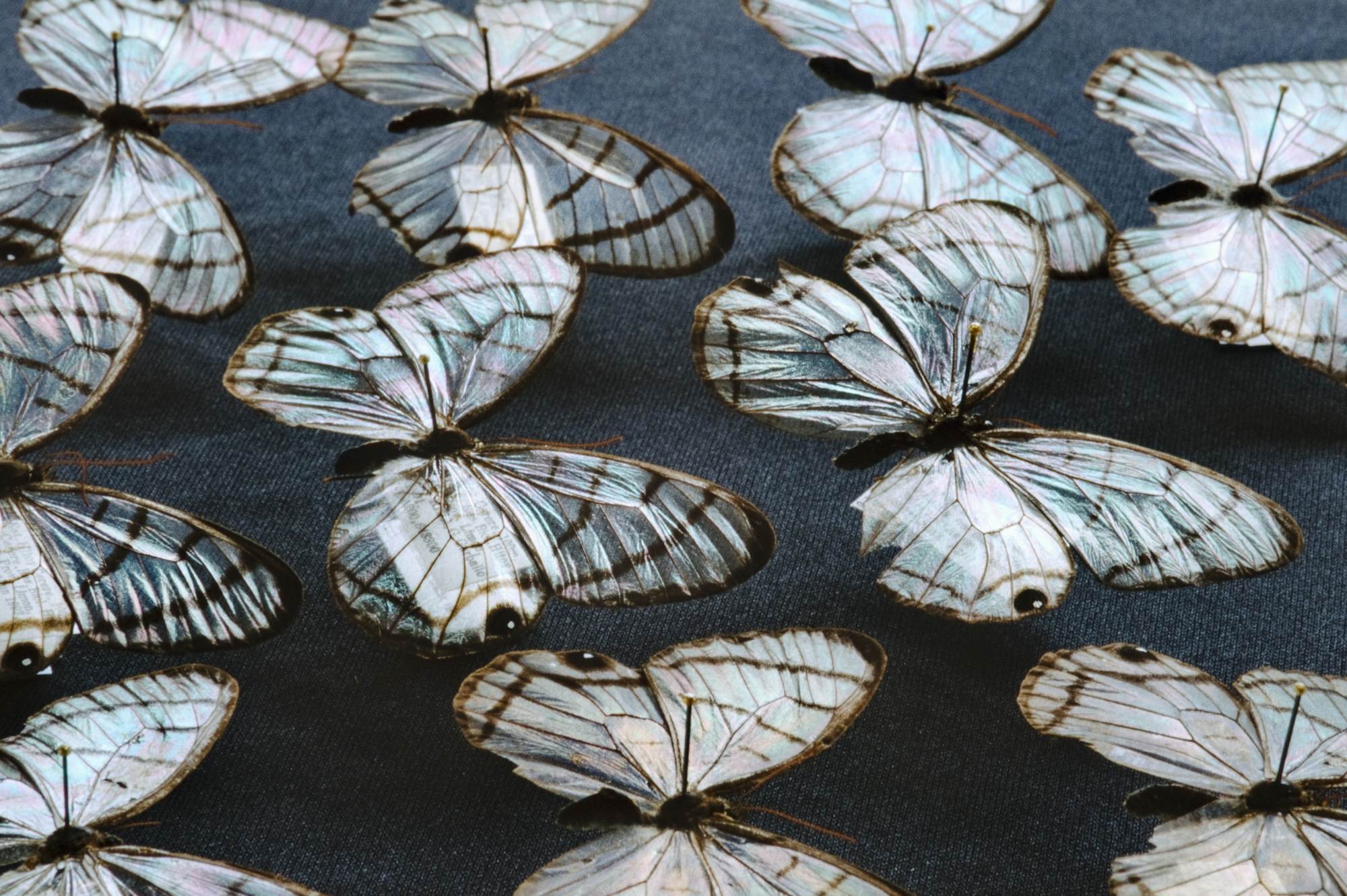 Museo de Insectos | , Costa Rica | Attractions - Lonely Planet