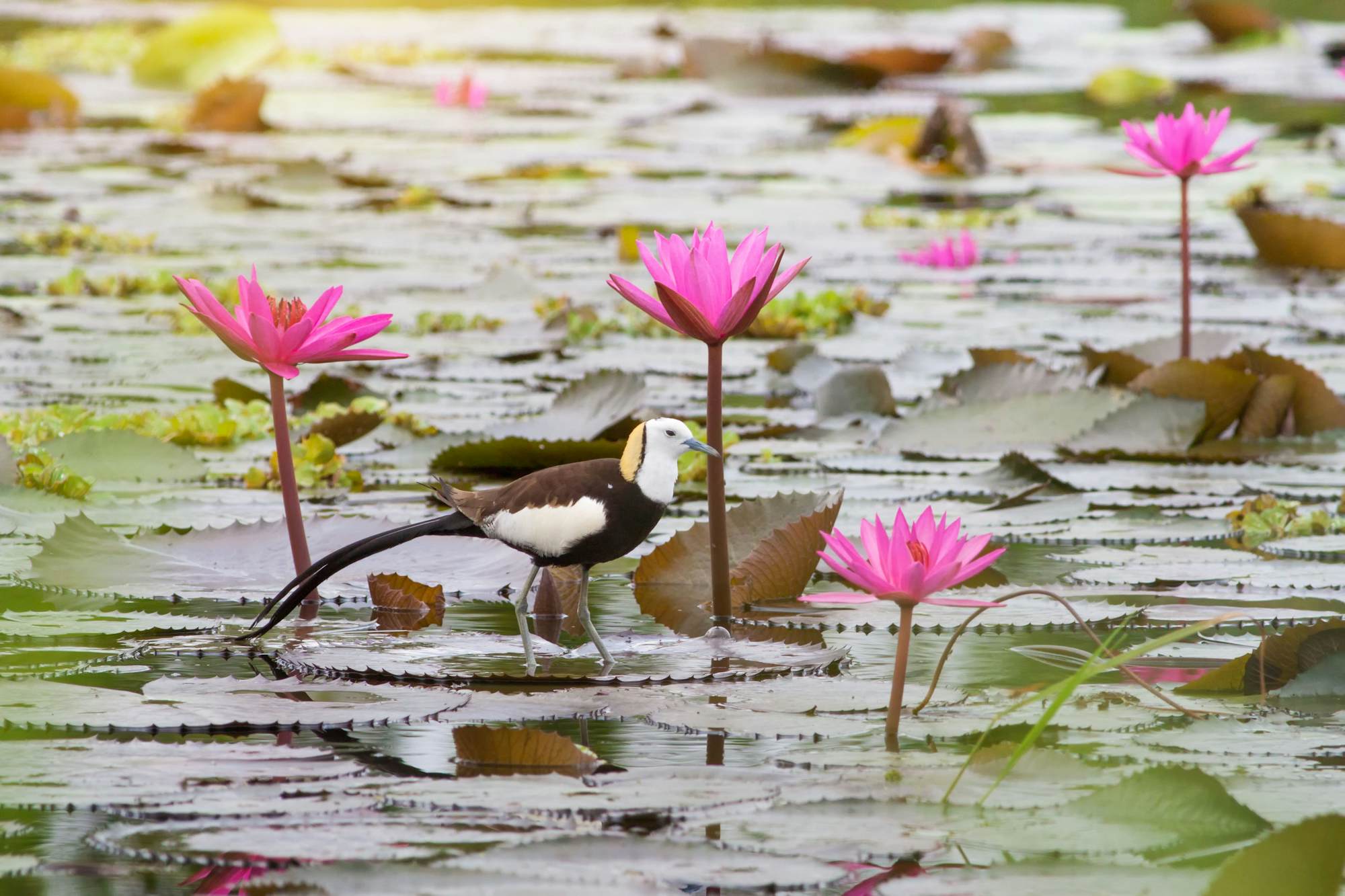 Bundala National Park | | Attractions - Lonely Planet