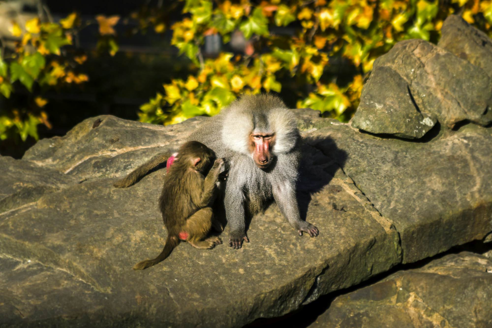 Zoo Berlin | Berlin, Germany | Attractions - Lonely Planet