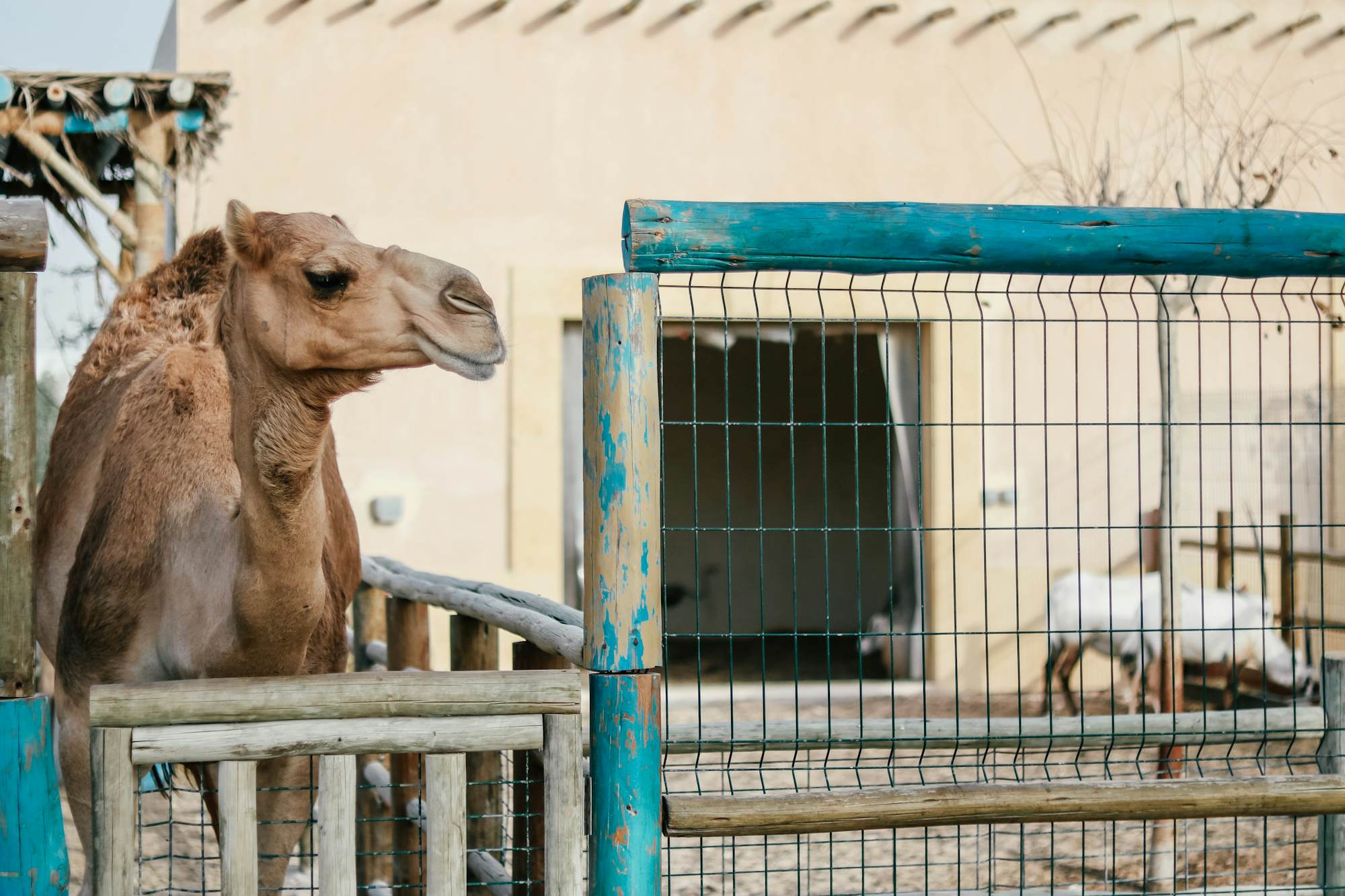 Baladna Farm | , Qatar | Attractions - Lonely Planet