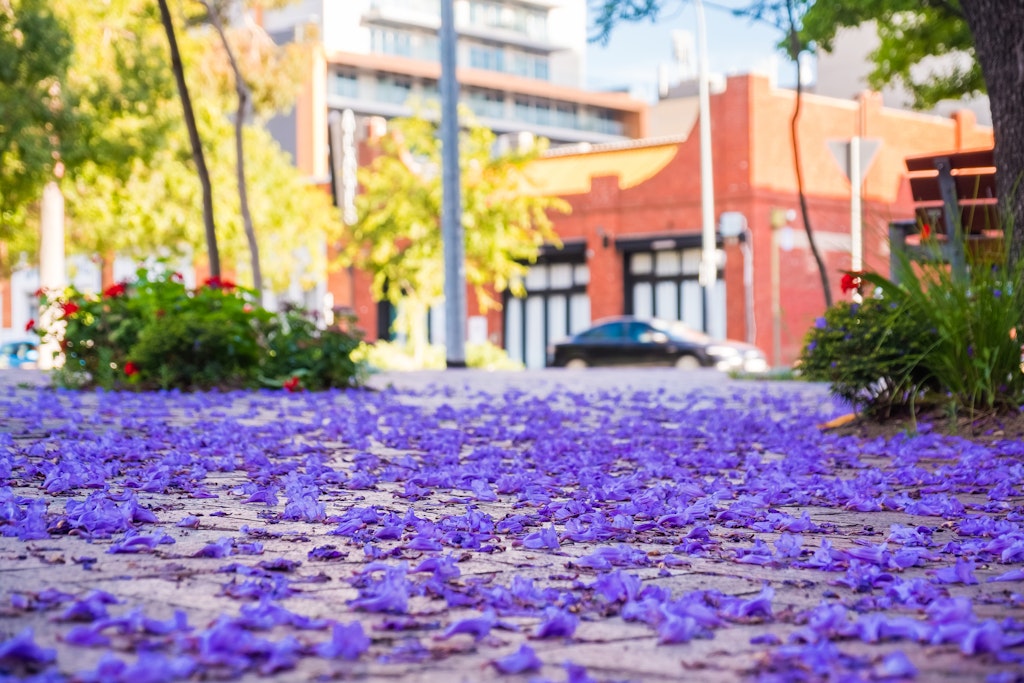 The best things to do this spring in Australia - Lonely Planet