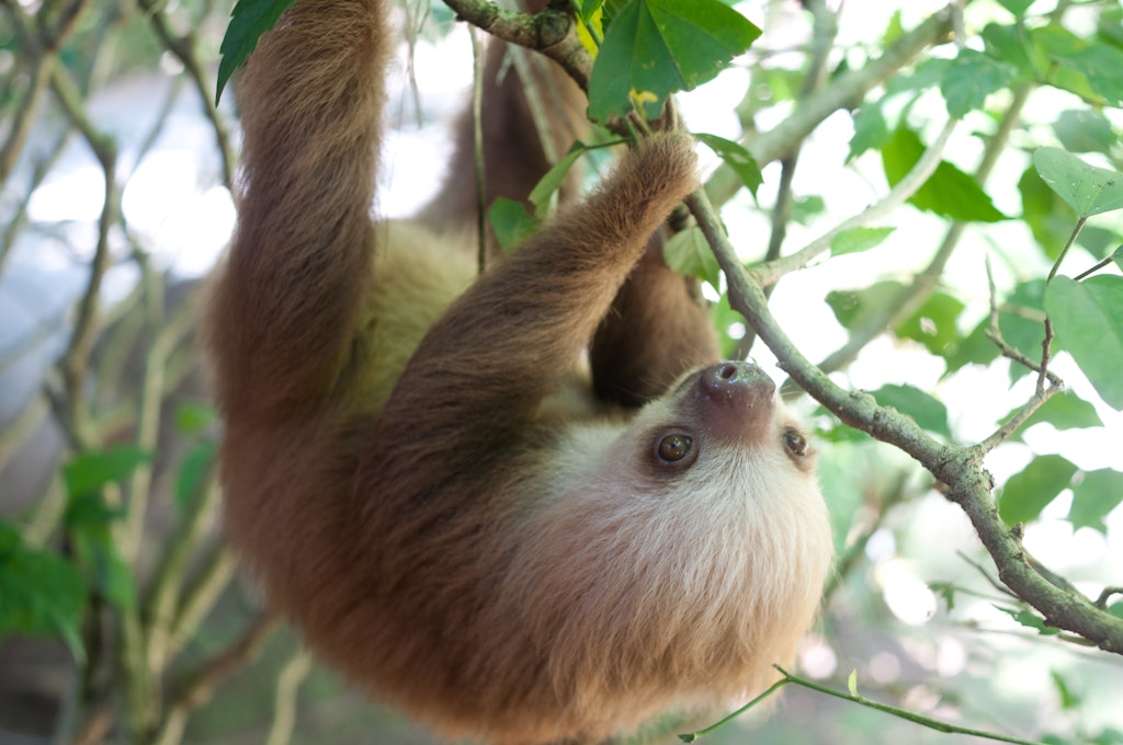 8 surprising facts about sloths - Lonely Planet