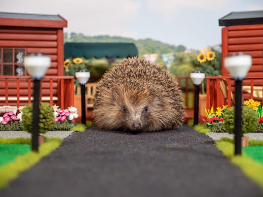 See the world’s first hedgehog holiday park in the UK - Lonely Planet