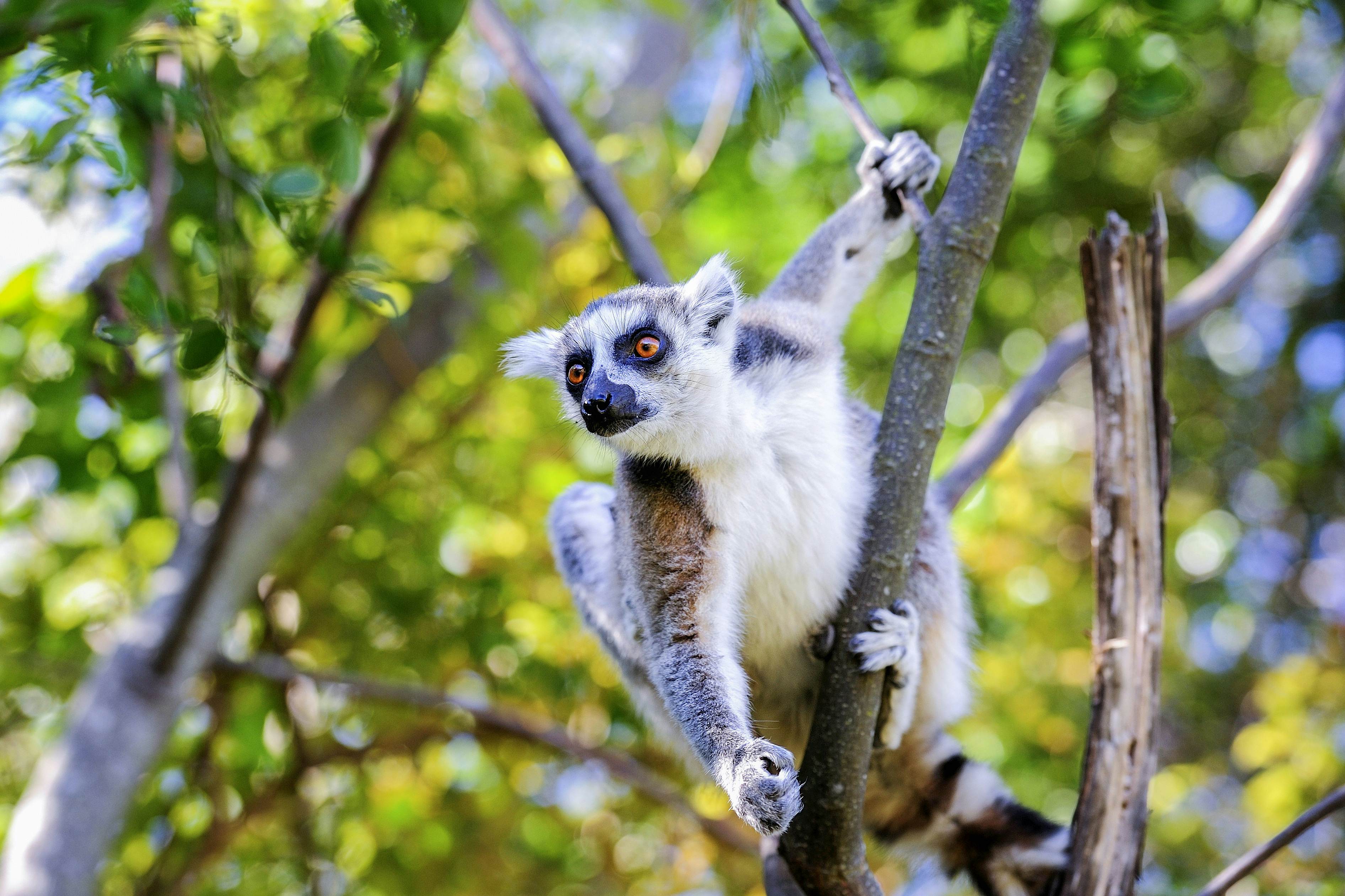 Madagascar's best adventure activities - Lonely Planet
