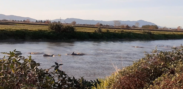 Dozens of dolphins spotted swimming in New Zealand river - Lonely Planet