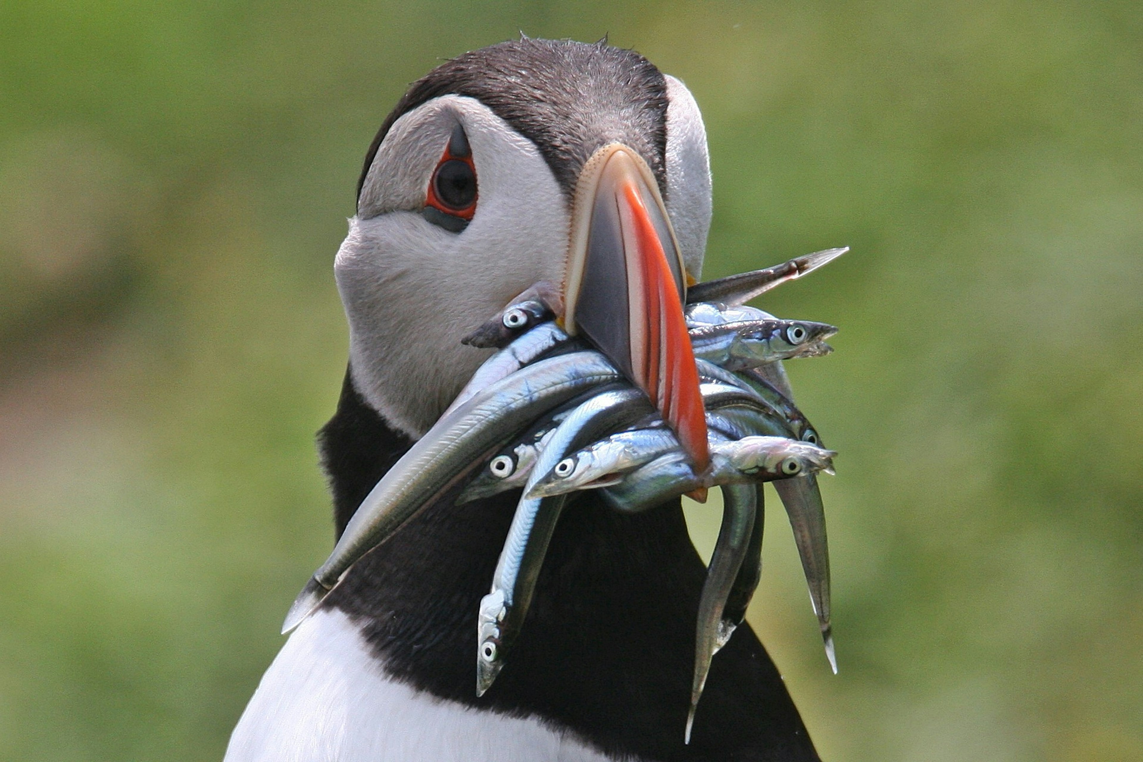 How a hobby photographer captured stunning images of the vulnerable ...