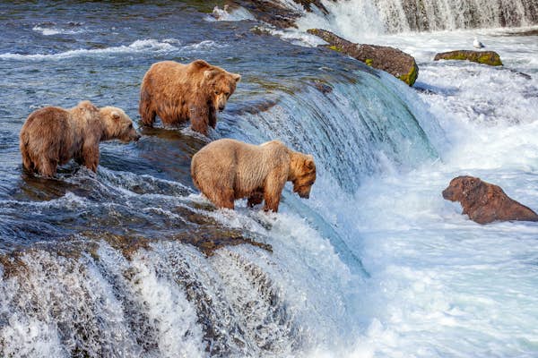 Watch giant brown bears catching salmon on the Katmai bear cam - Lonely ...