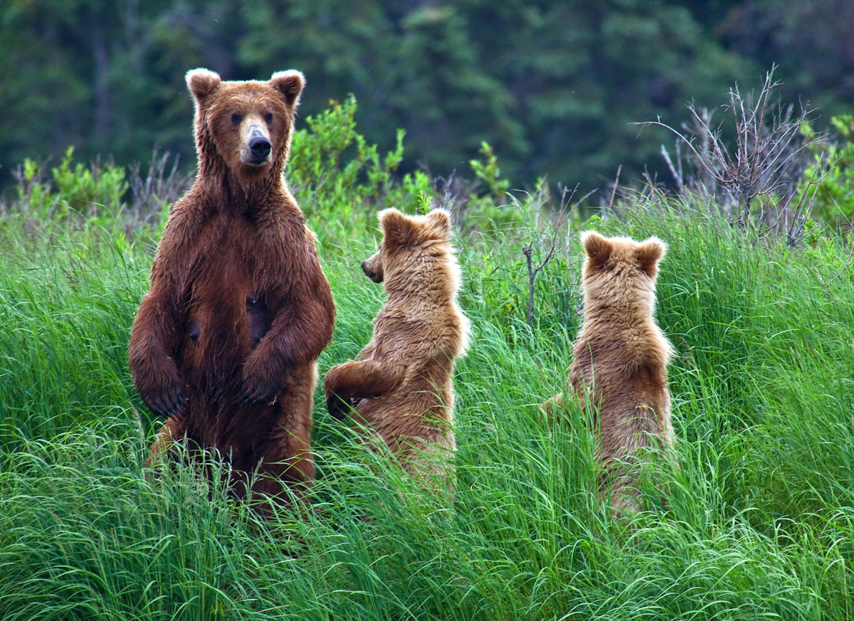 14 things only Alaskan locals know (but you should too) - Lonely Planet