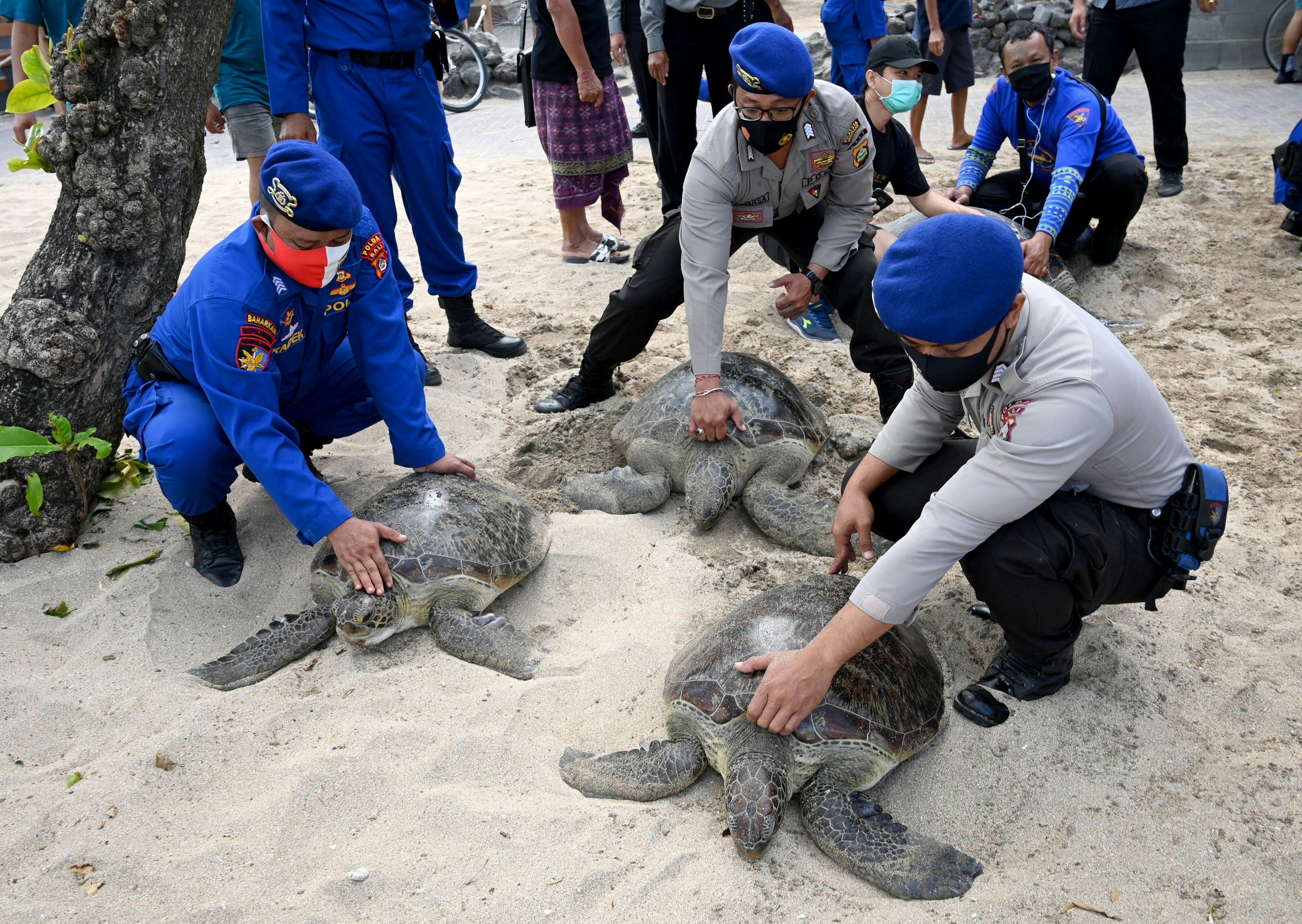 Rescued sea turtles return to the wild in Bali - Lonely Planet