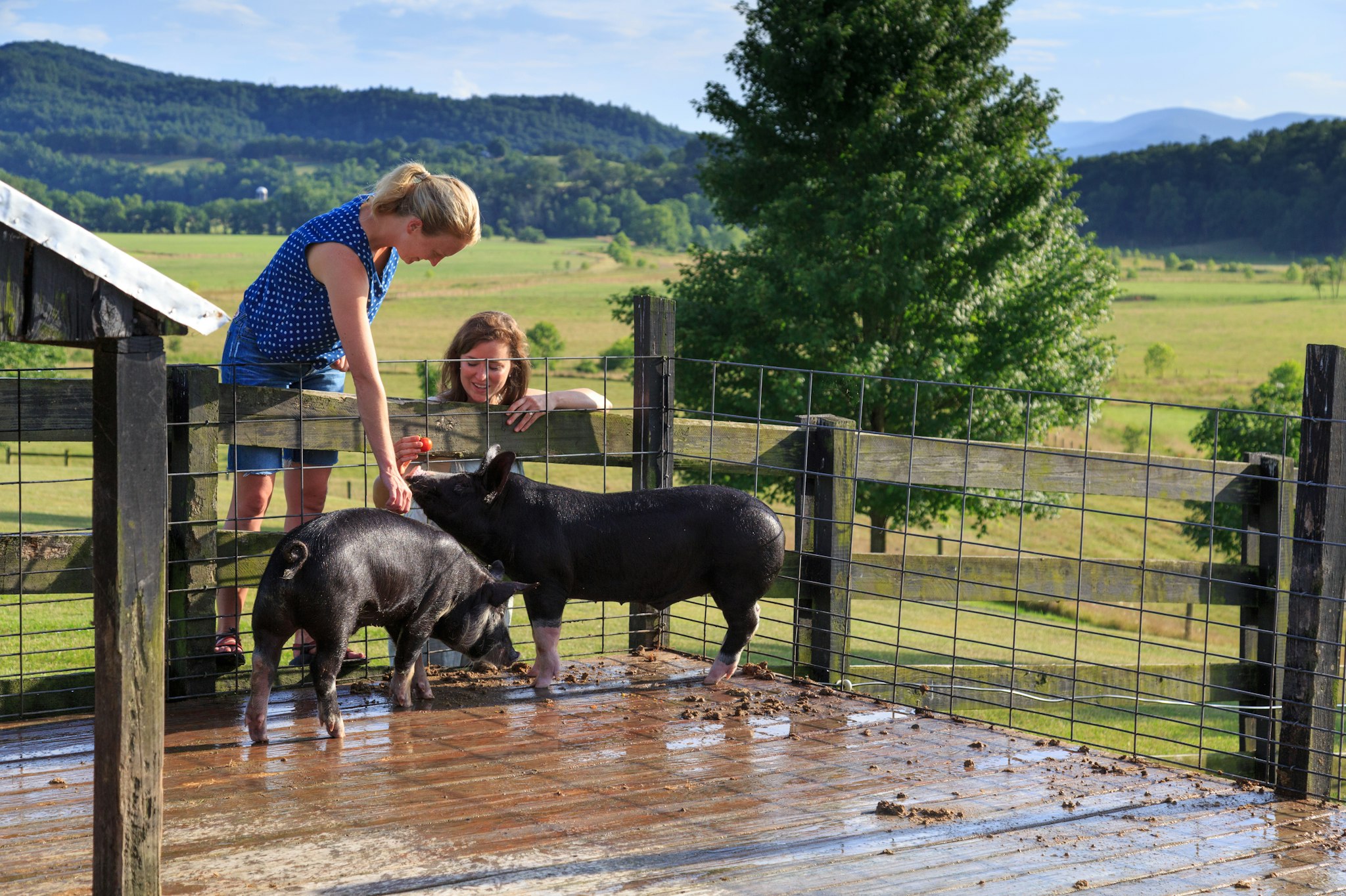 10 top farm stay vacations in the US - Lonely Planet