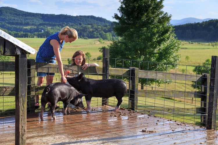 10 top farm stay vacations in the US - Lonely Planet