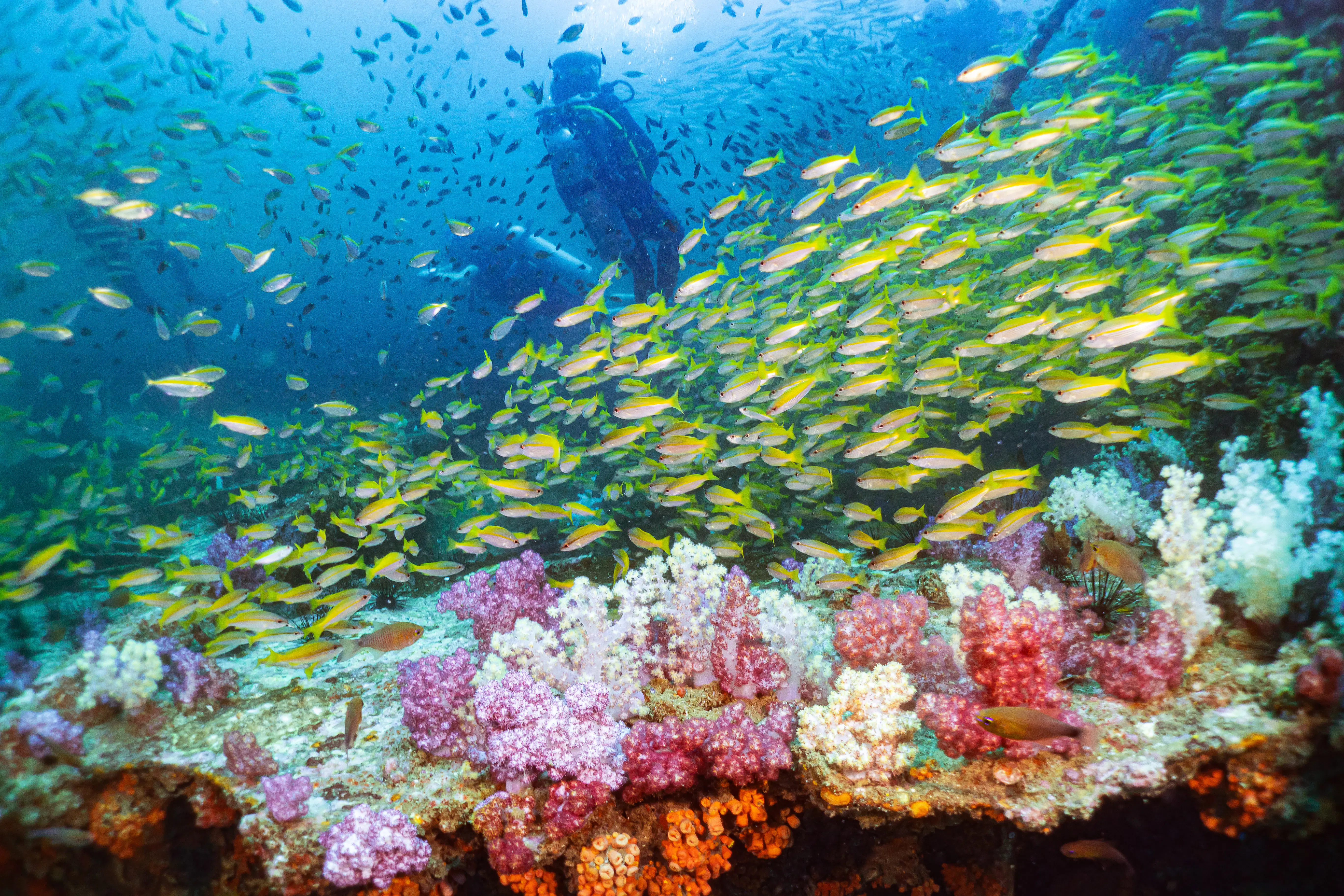 What is coral regeneration and how can I help? - Lonely Planet