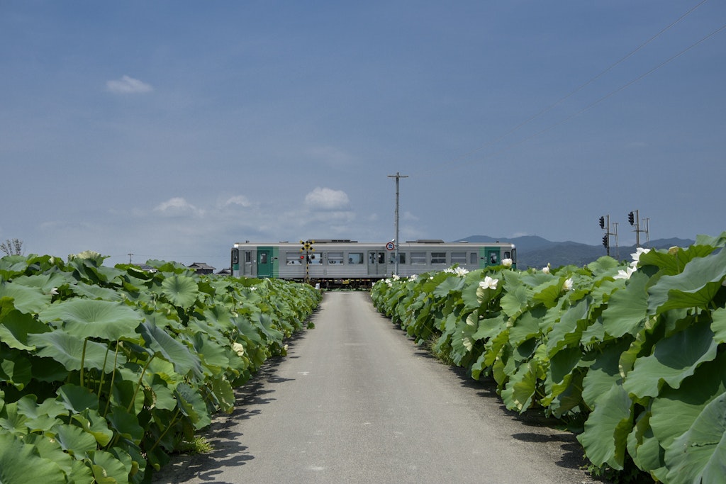 The story of sake in Naruto, Japan is a perfect blend of taste and ...