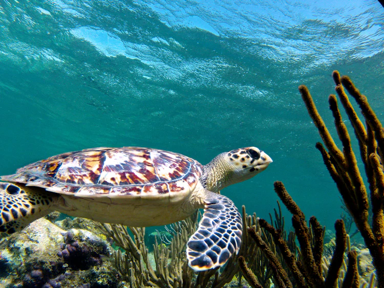 The best beaches in St Lucia - Lonely Planet