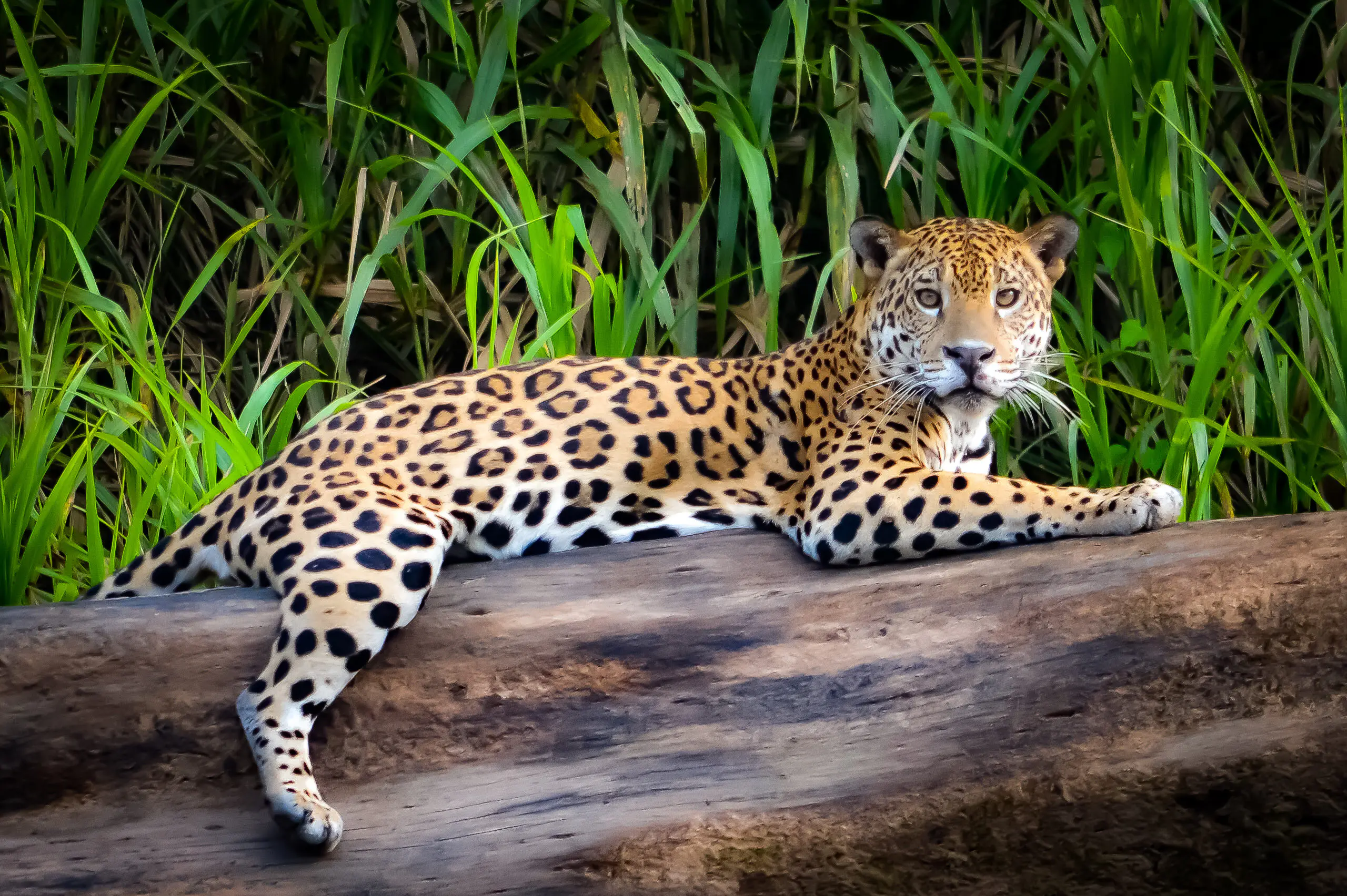 Best national parks and reserves in Peru - Lonely Planet