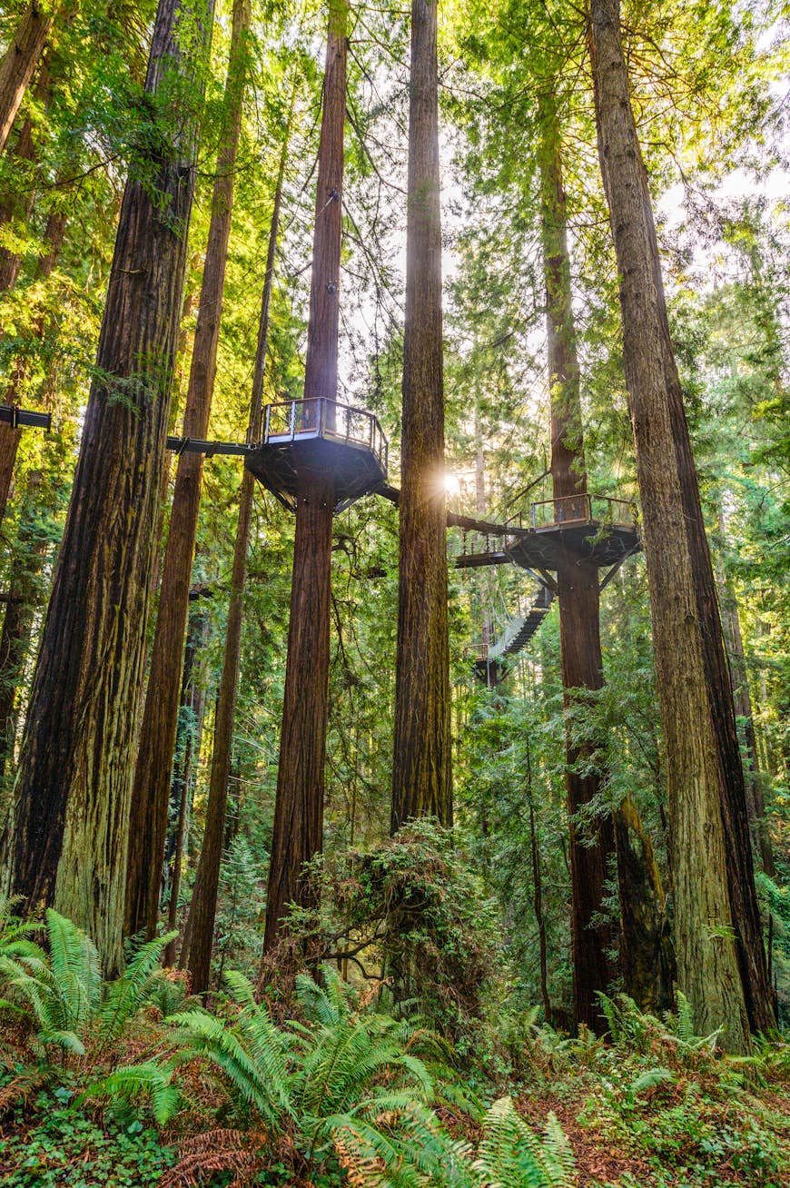 See California’s incredible redwoods from this new sky walk - Lonely Planet