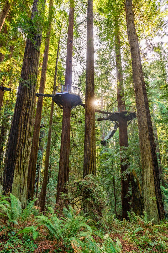 See California’s incredible redwoods from this new sky walk - Lonely Planet