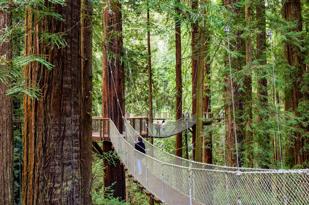 See California’s incredible redwoods from this new sky walk - Lonely Planet
