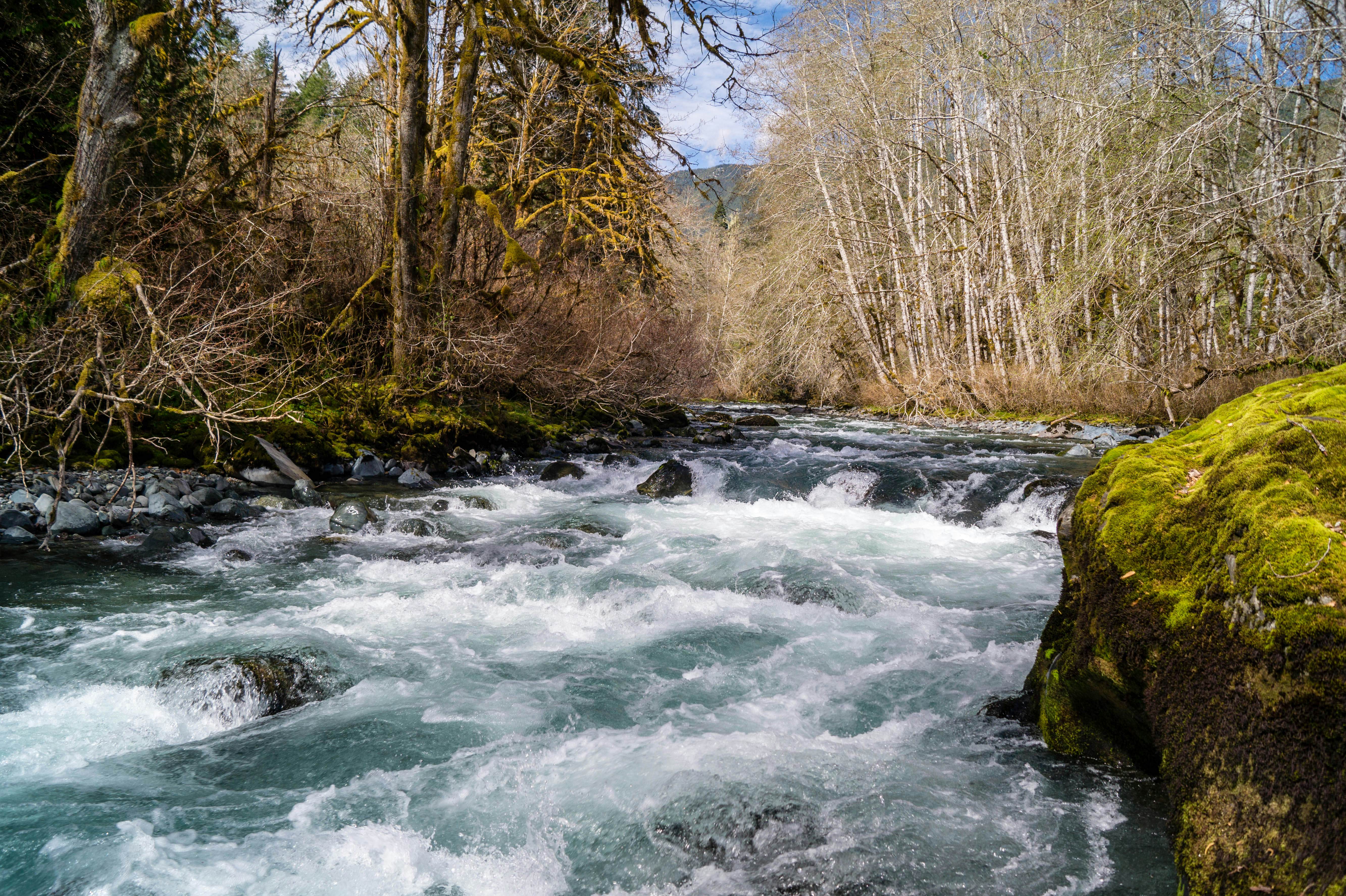 The 11 best hikes in Olympic National Park - Lonely Planet
