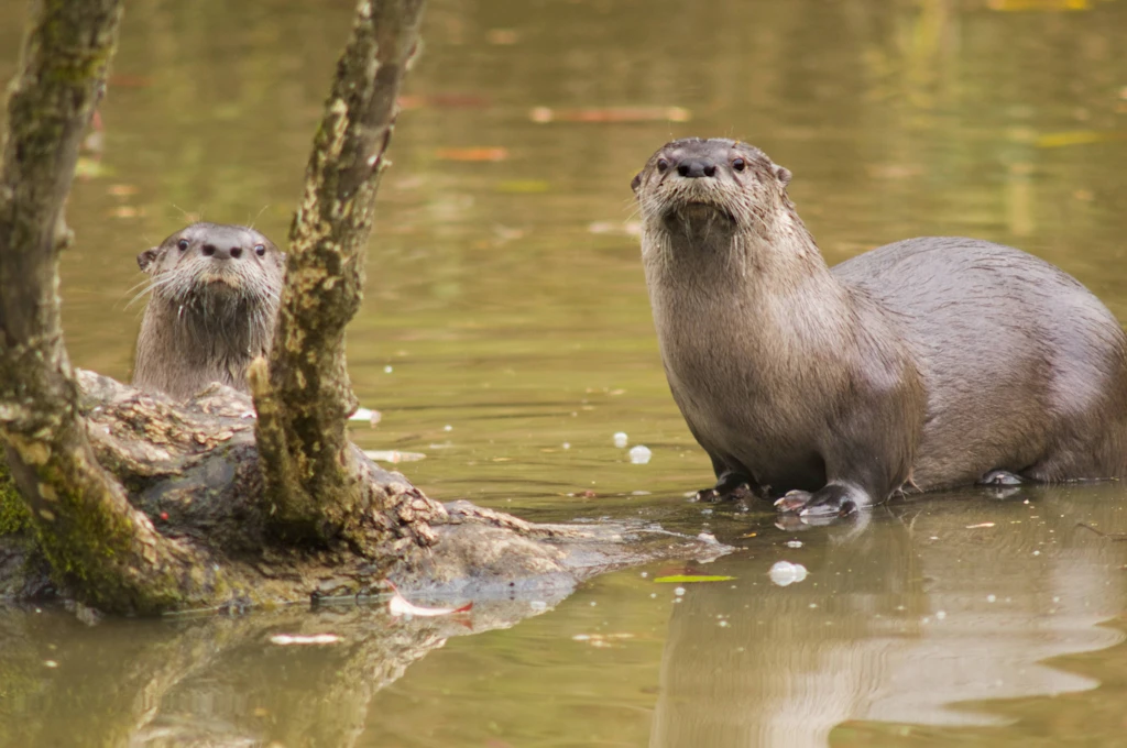 Best parks in Portland, Oregon - Lonely Planet