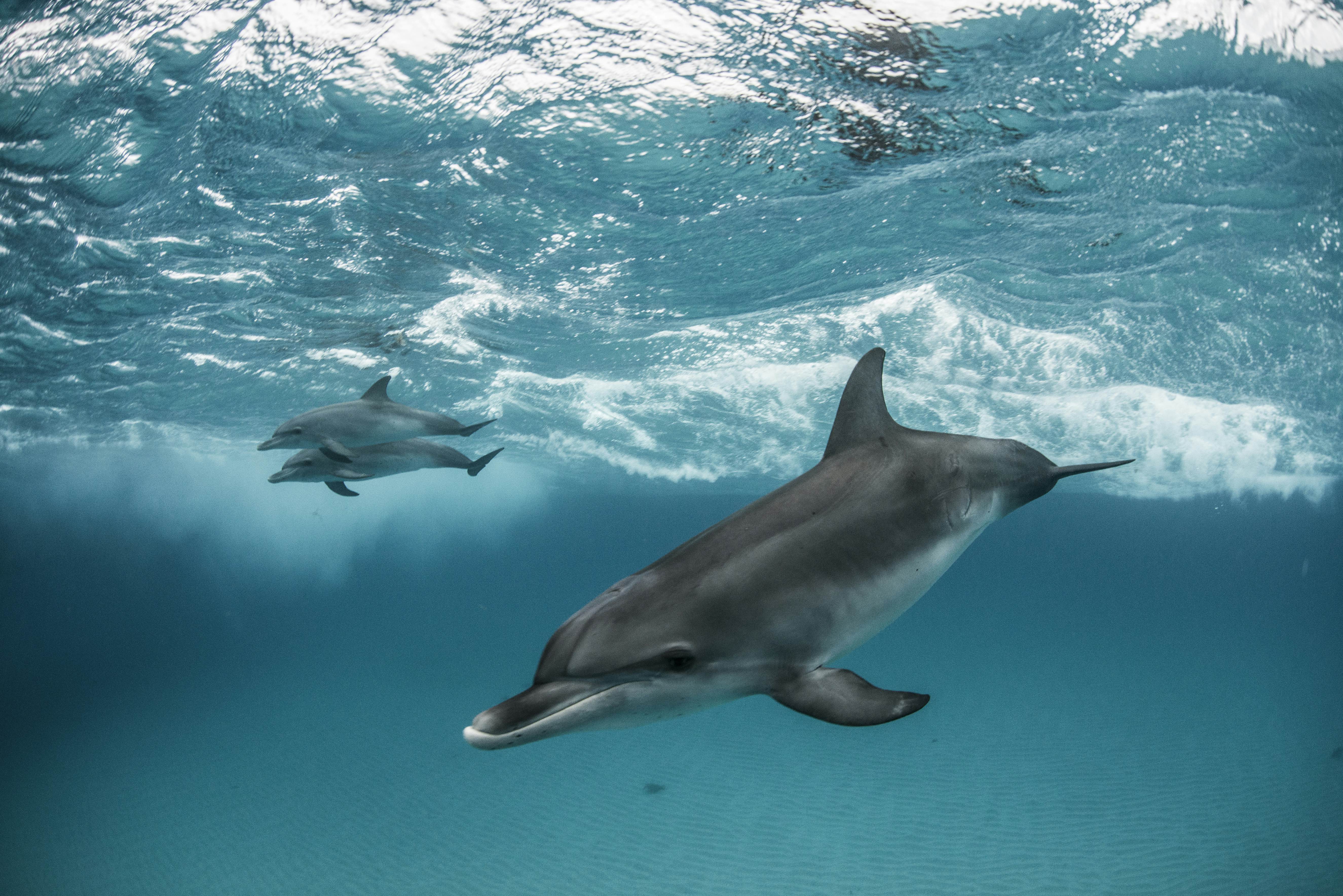 Dolphin House | | Sights - Lonely Planet