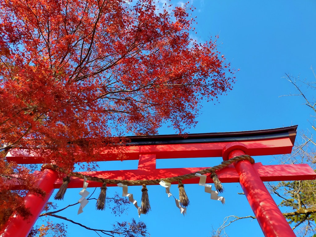 Rediscover Tokyo in every season of the year – Lonely Planet - Lonely ...