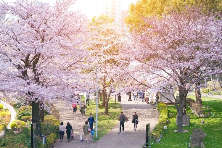 Rediscover Tokyo in every season of the year – Lonely Planet - Lonely ...