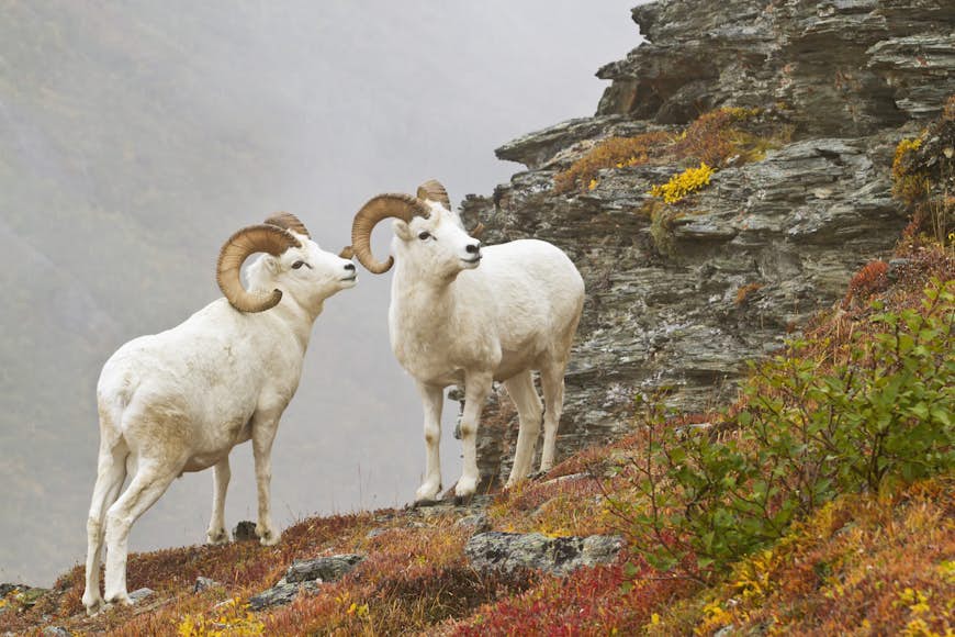 7 top things to do in Alaska - Lonely Planet