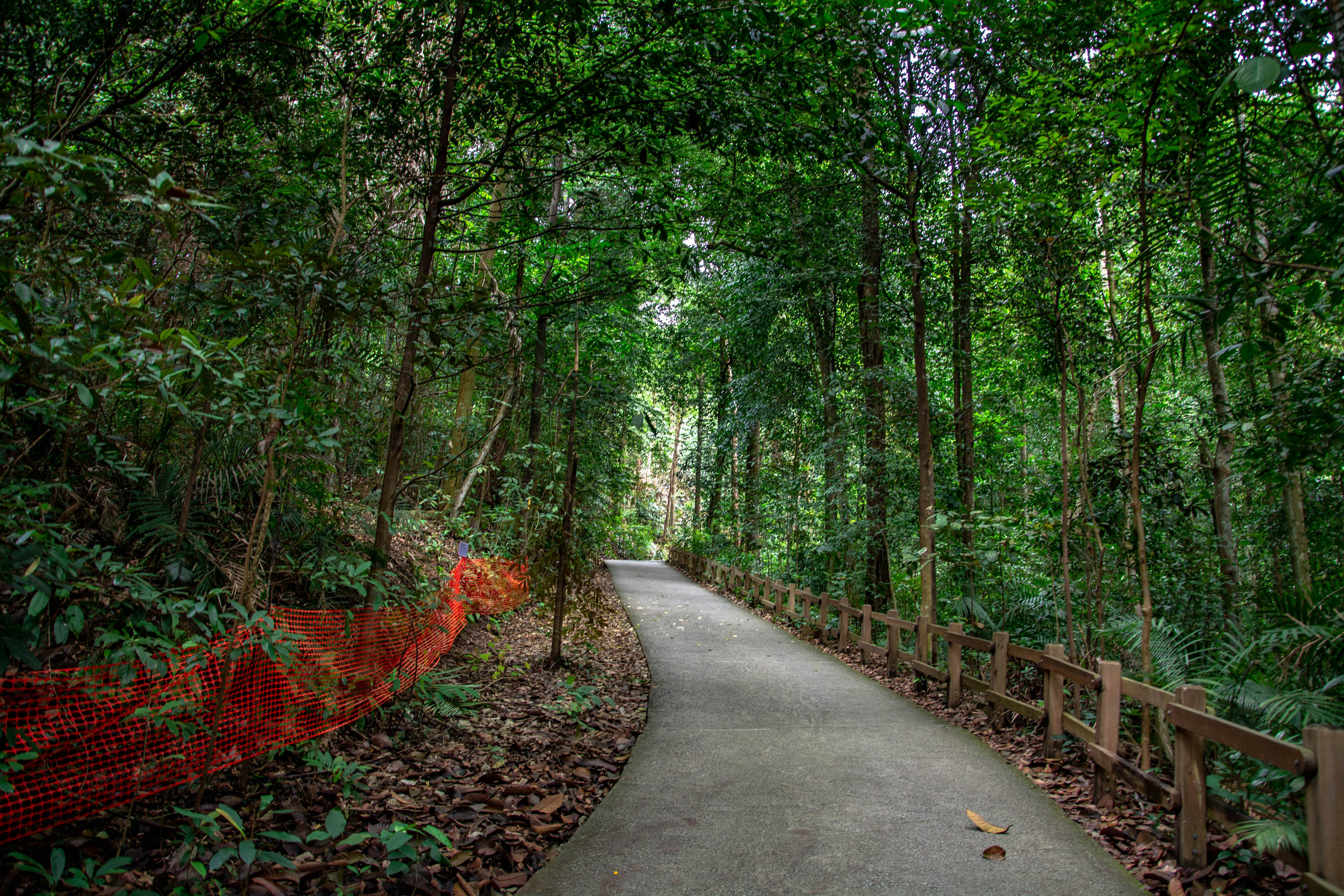 Best hikes in Singapore - Lonely Planet