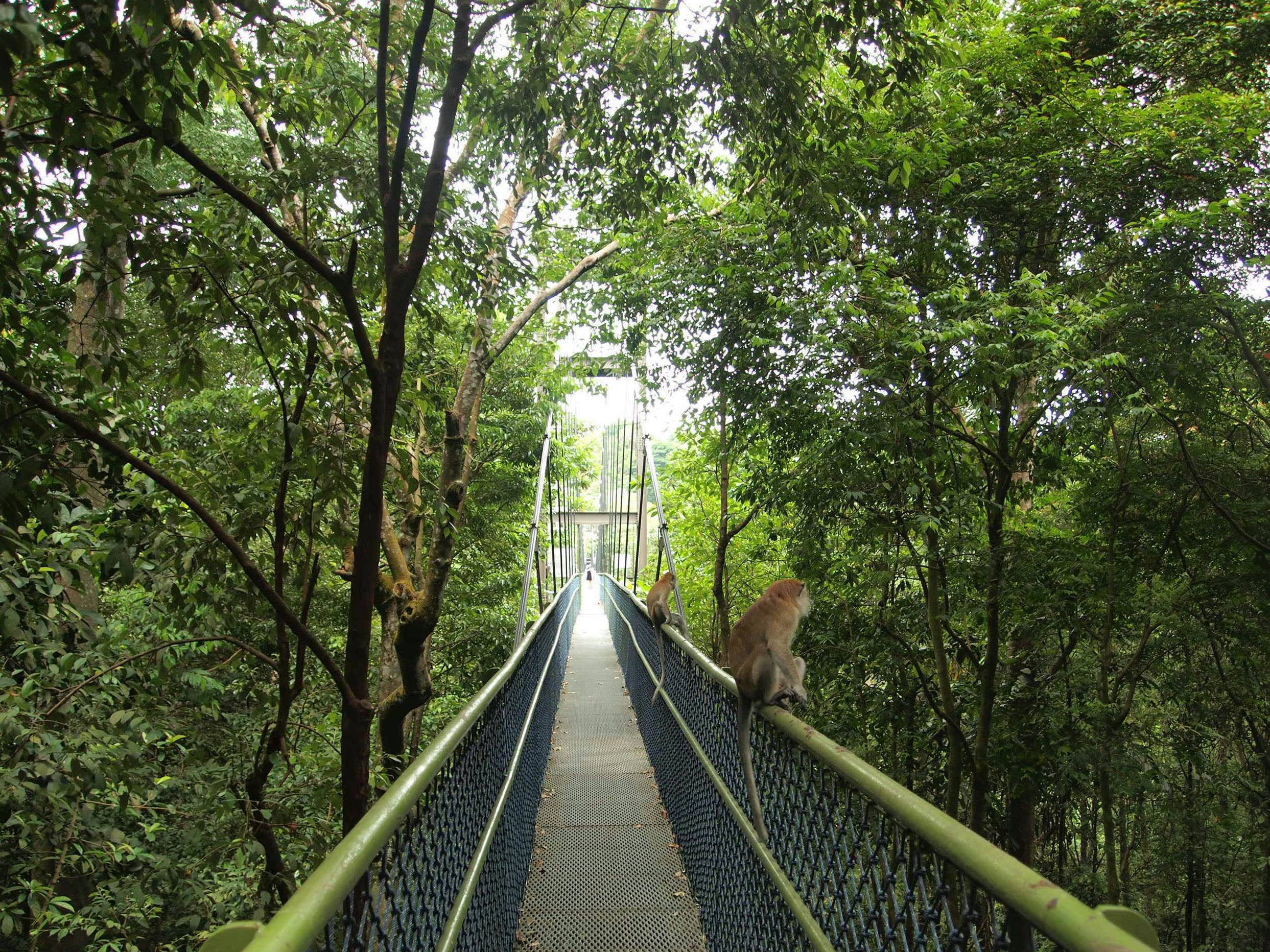Best hikes in Singapore - Lonely Planet