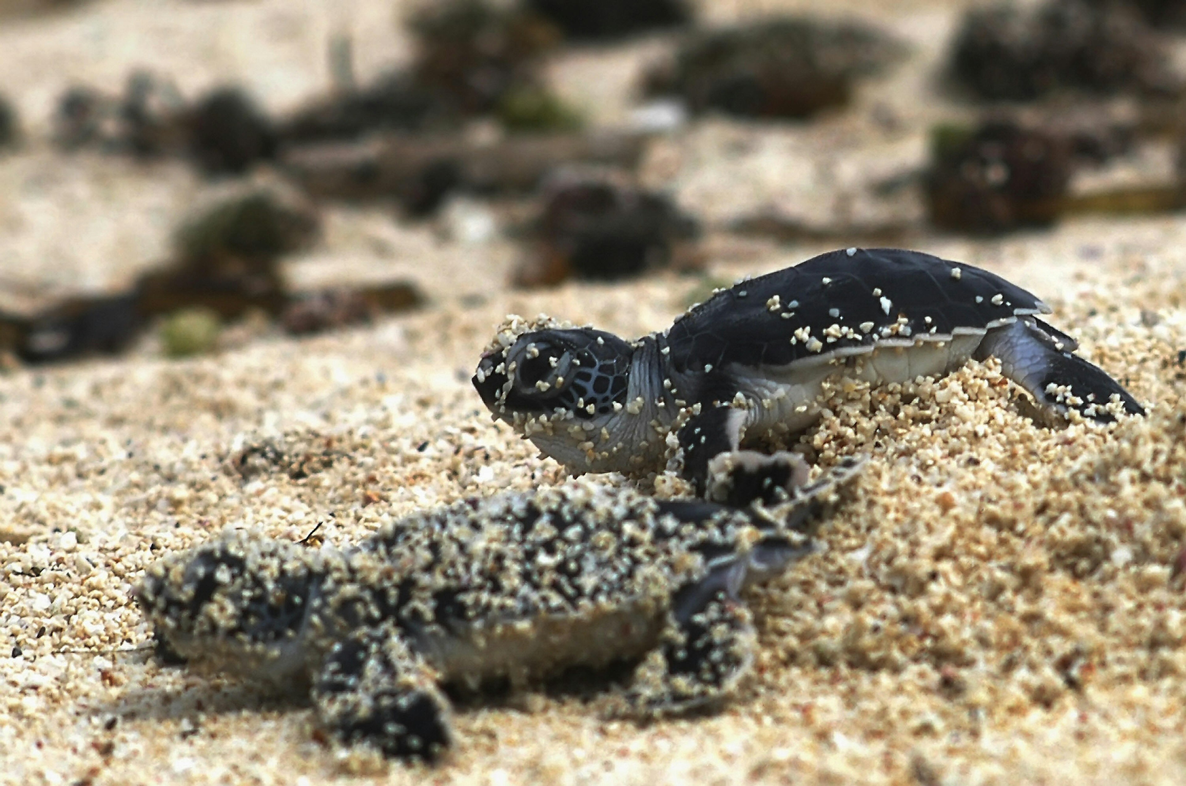 The best national parks in Cuba - Lonely Planet