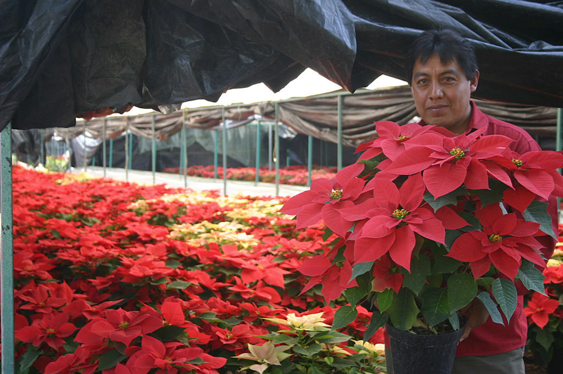 8 Christmas traditions from around the world - Lonely Planet