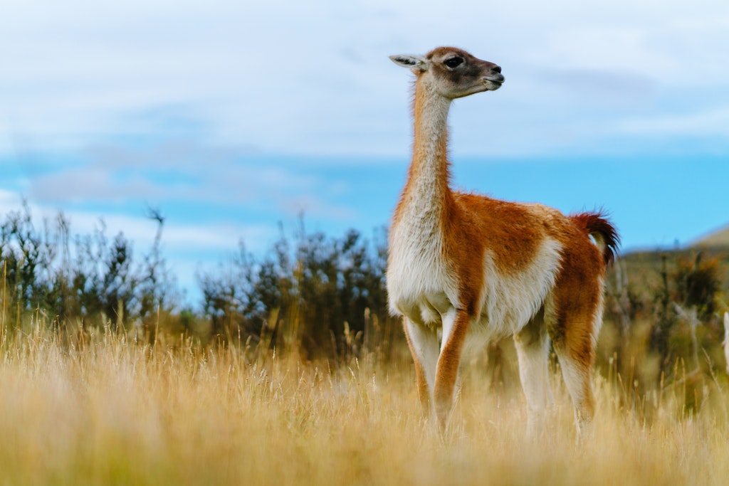 9 of the best wildlife experiences in Patagonia - Lonely Planet